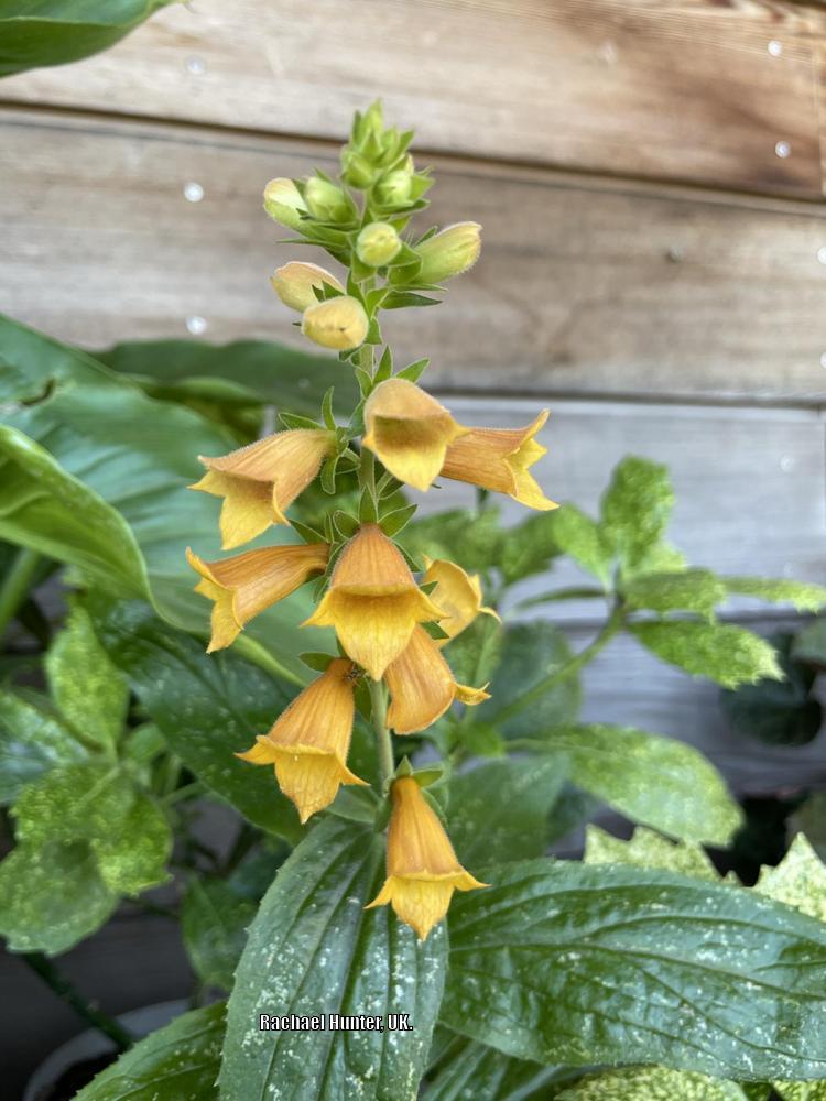Photo of the bloom of Foxglove (Digitalis Digiplexis® Firecracker ...