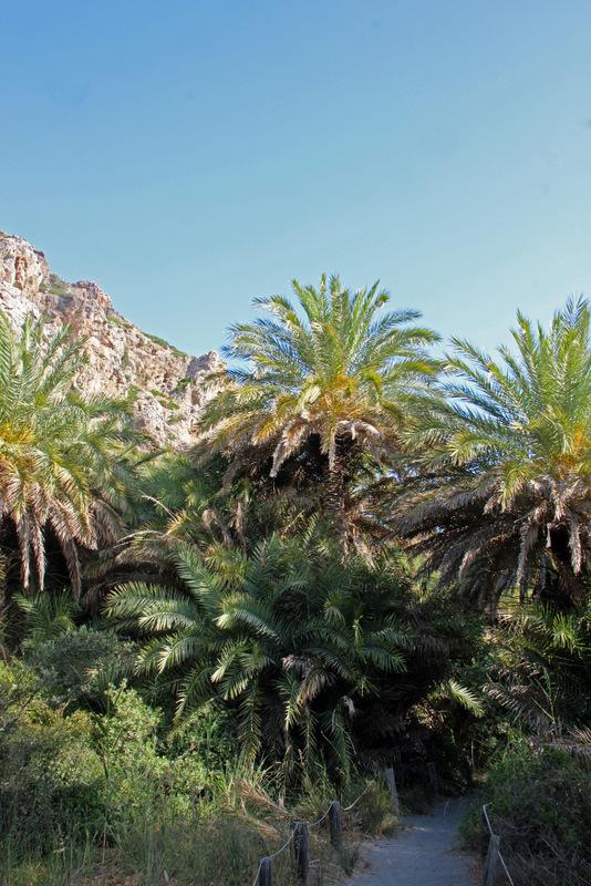 Photo of the entire plant of Cretan Date Palm (Phoenix theophrasti) posted by RuuddeBlock ...
