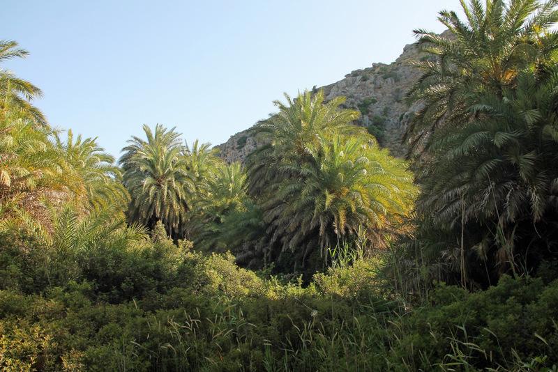 Cretan Date Palm (Phoenix theophrasti) - Garden.org