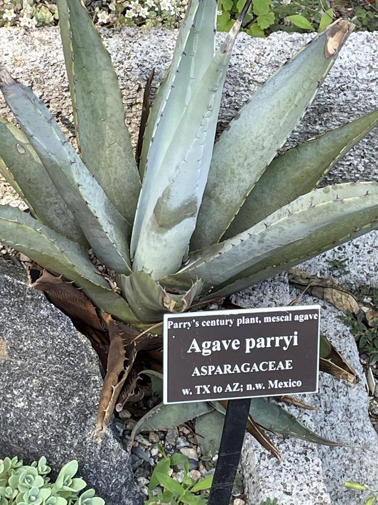 Photo of the entire plant of Parry's Agave (Agave parryi) posted by ...