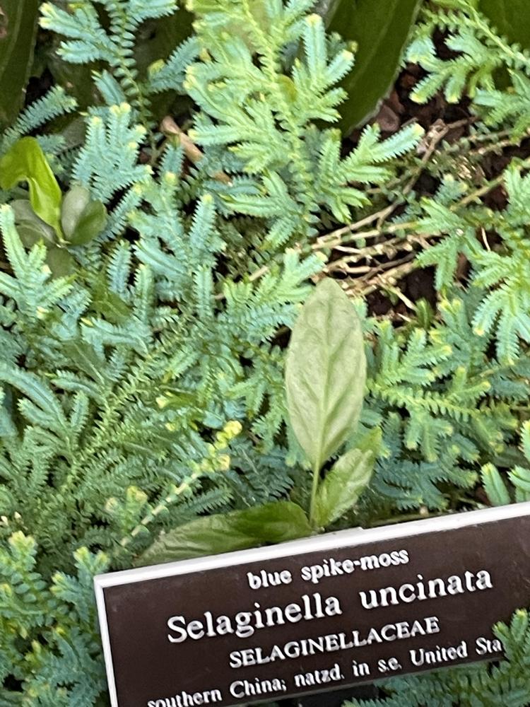 Photo of the entire plant of Peacock Fern (Selaginella uncinata) posted ...