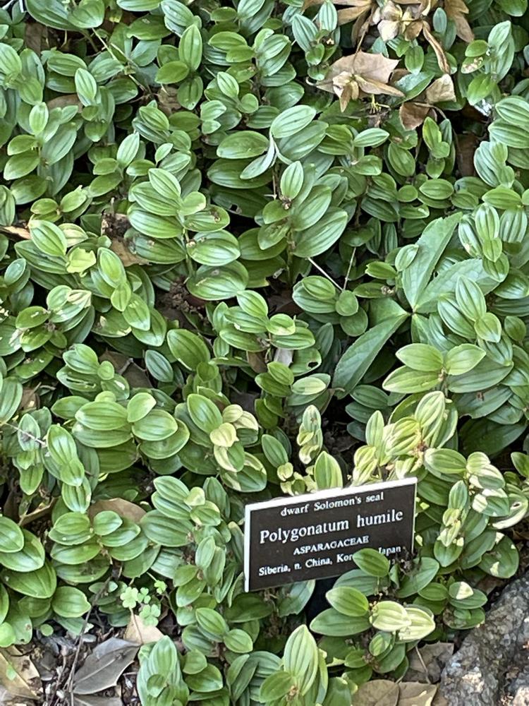 Photo of the entire plant of Dwarf Solomon's Seal (Polygonatum humile ...
