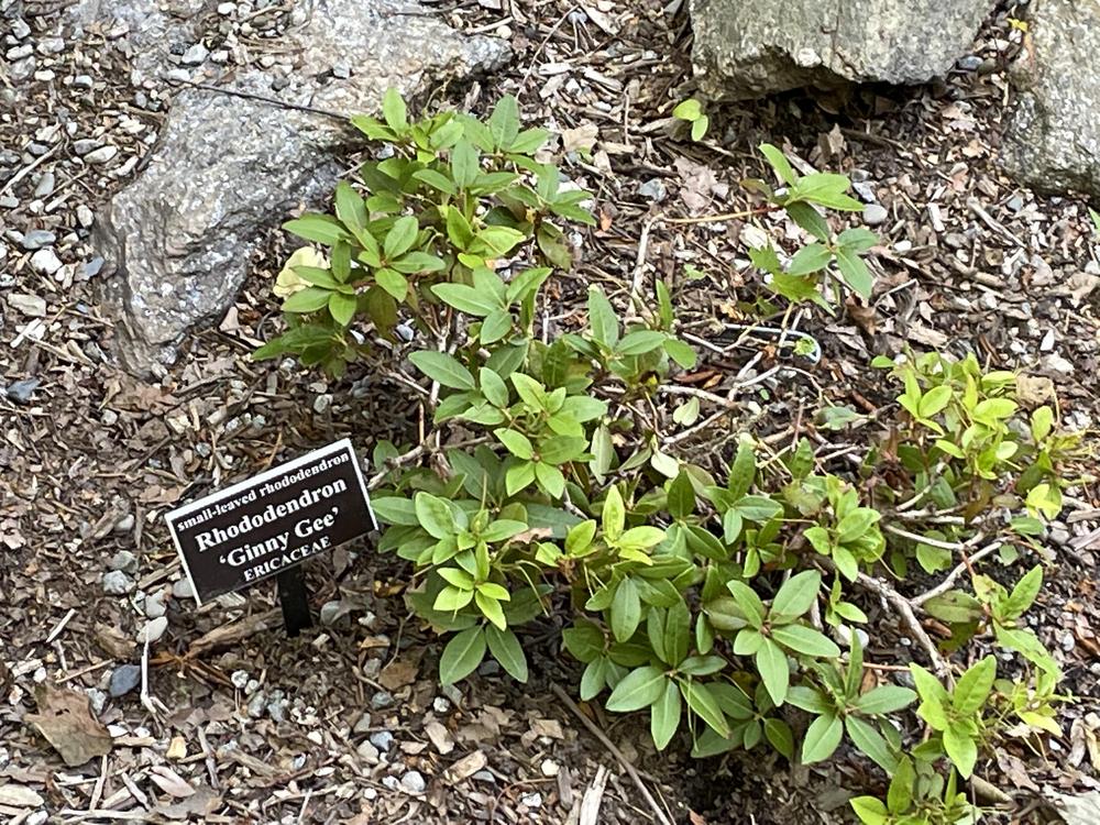 Dwarf Rhododendron (Rhododendron 'Ginny Gee') in the Rhododendrons ...