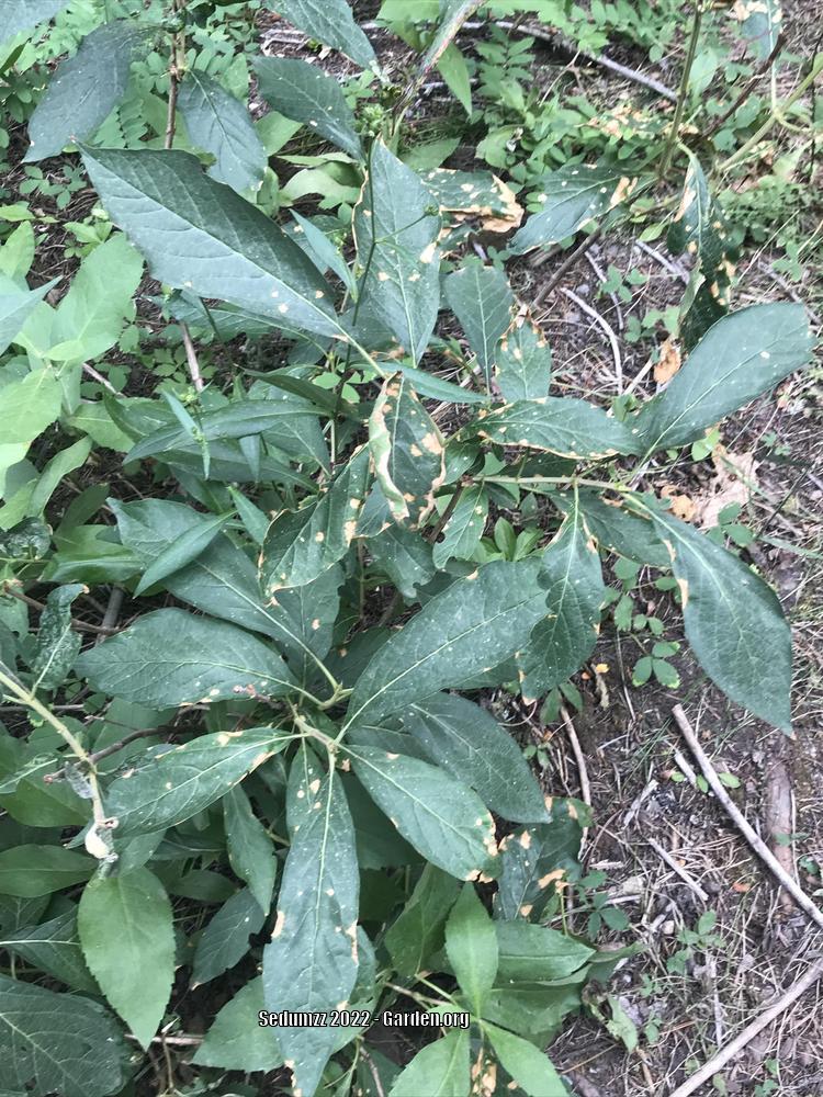 Photo of the entire plant of Twinberry (Lonicera involucrata) posted by ...