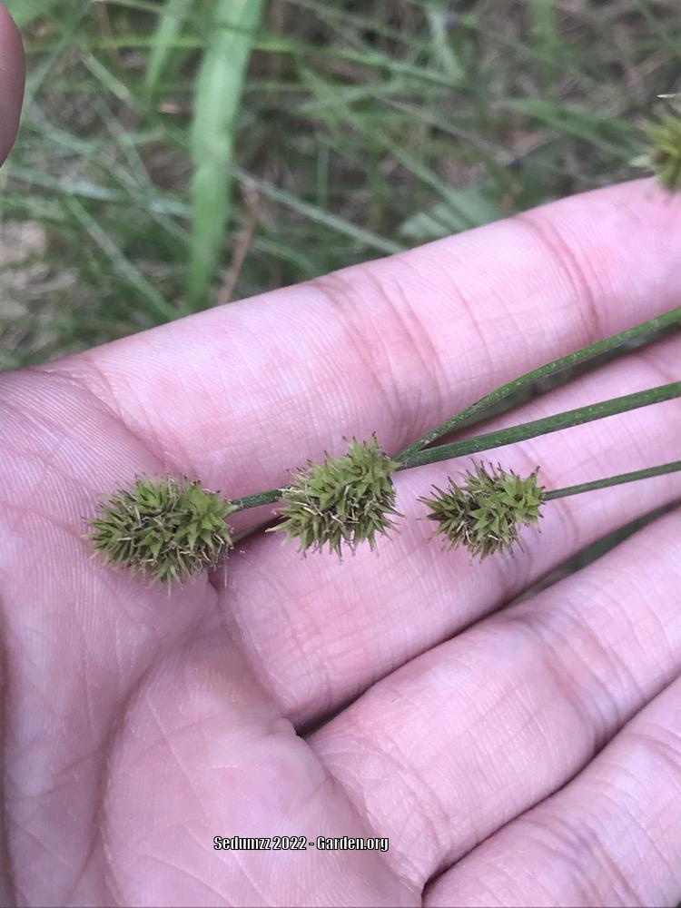 Oval-Leaf Sedge (Carex cephalophora) in the Sedges Database - Garden.org