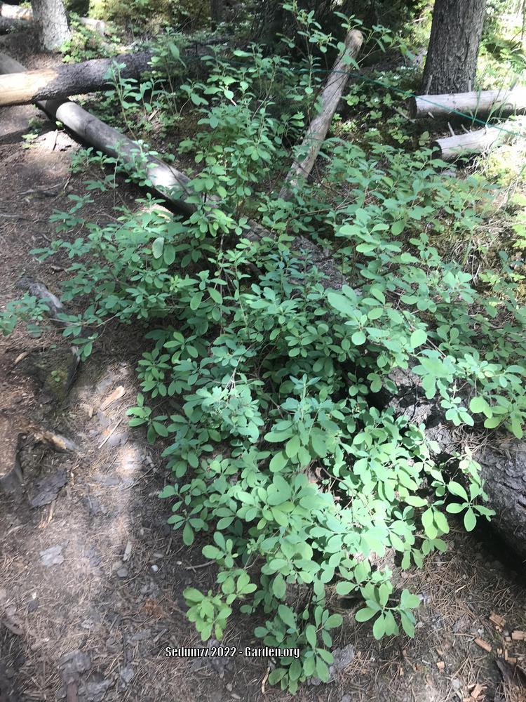 Photo of the entire plant of Fool's Huckleberry (Rhododendron menziesii ...