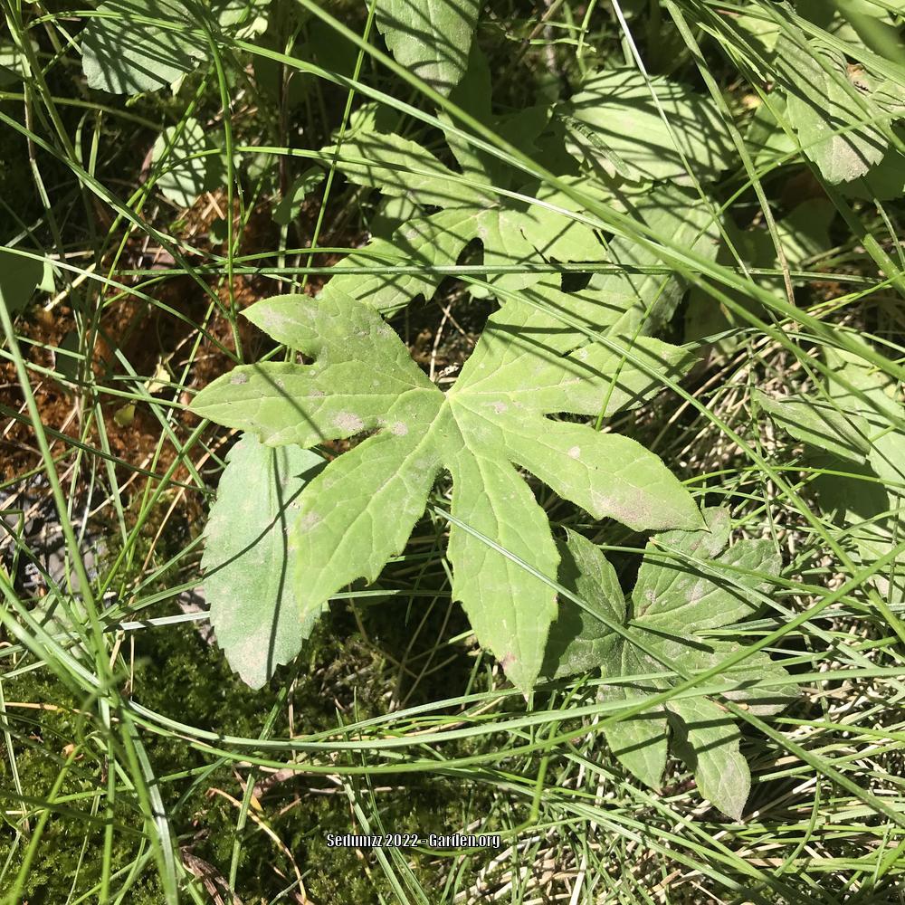 Photo of the entire plant of Arctic Sweet Coltsfoot (Petasites frigidus ...