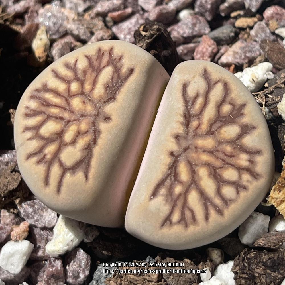 Photo of the entire plant of Lithops 'Kikukaseki' posted by ...