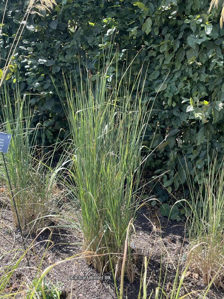 Photo of the entire plant of Upright Switch Grass (Panicum virgatum ...