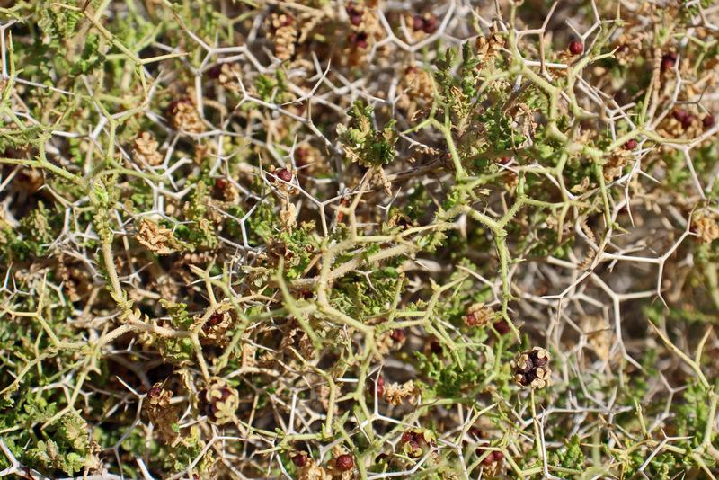 Photo of the leaves of Thorny Burnet (Sarcopoterium spinosum) posted by ...