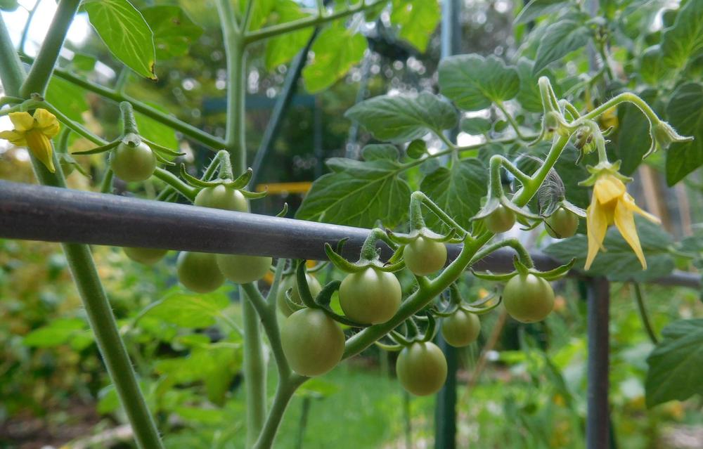Photo of the fruit of Tomato (Solanum lycopersicum 'Candyland Red ...