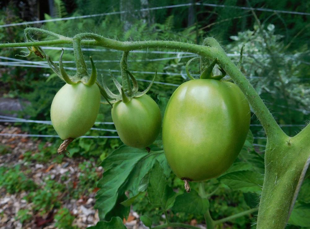 Tomato (Solanum lycopersicum 'Burpee's Gladiator') in the Tomatoes ...