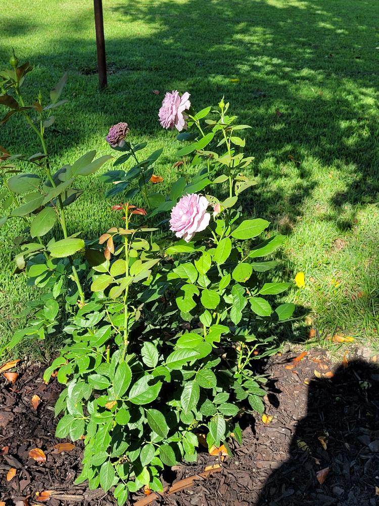 Photo of the entire plant of Rose (Rosa 'Novalis') posted by jhamclem ...