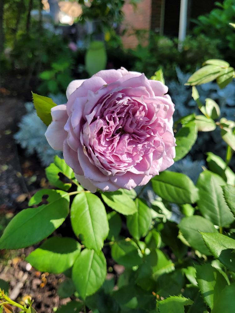 Photo of the bloom of Rose (Rosa 'Novalis') posted by jhamclem - Garden.org
