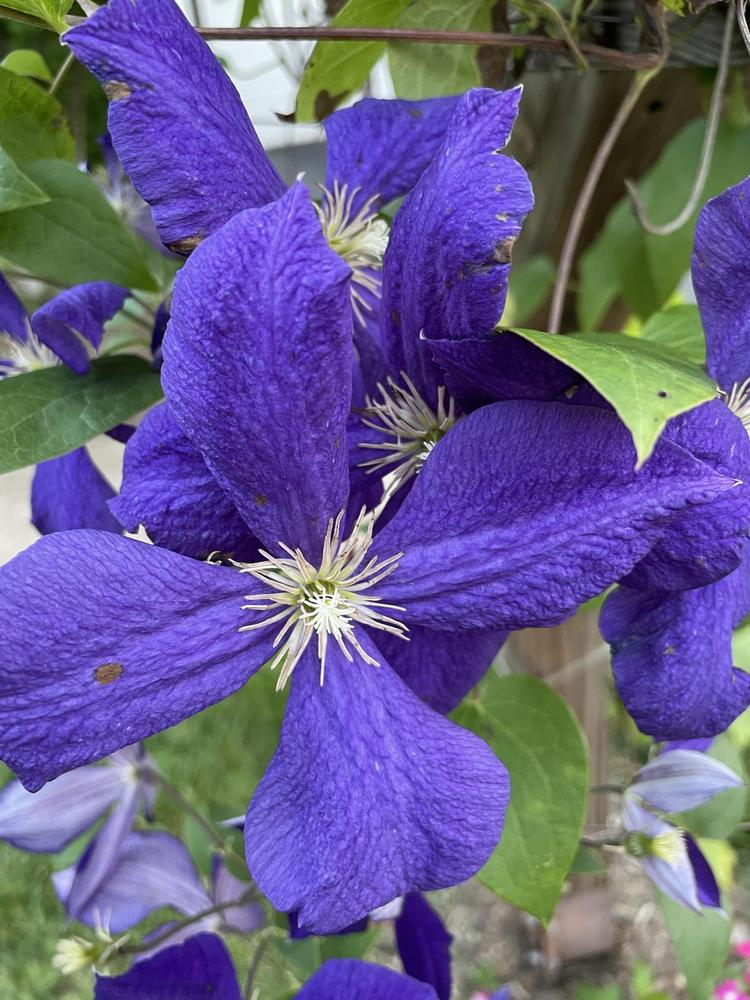 Clematis (Clematis florida) in the Clematis Database - Garden.org