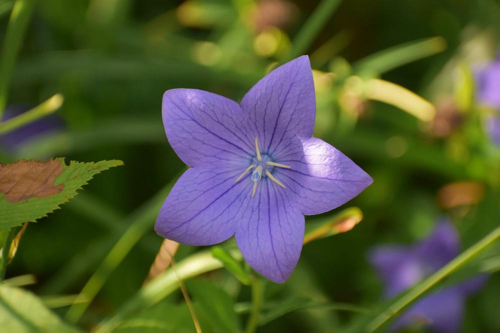 Dwarf Balloon Flower (Platycodon grandiflorus 'Miss Tilly') in the ...
