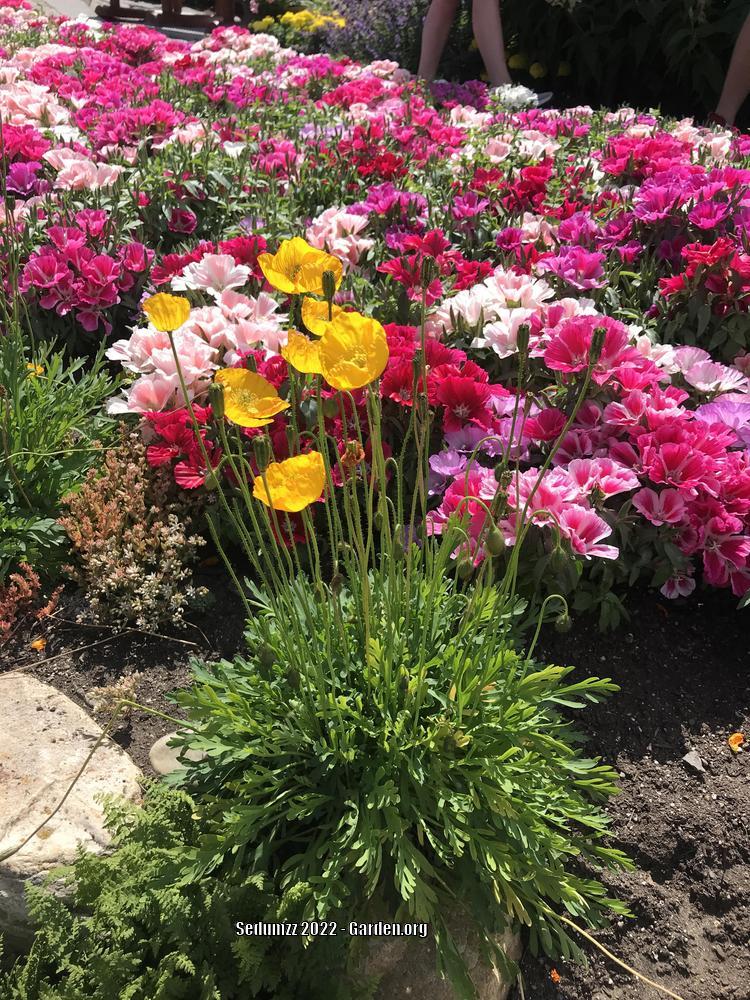 Photo of the entire plant of Poppy (Papaver nudicaule 'Pulcinella ...