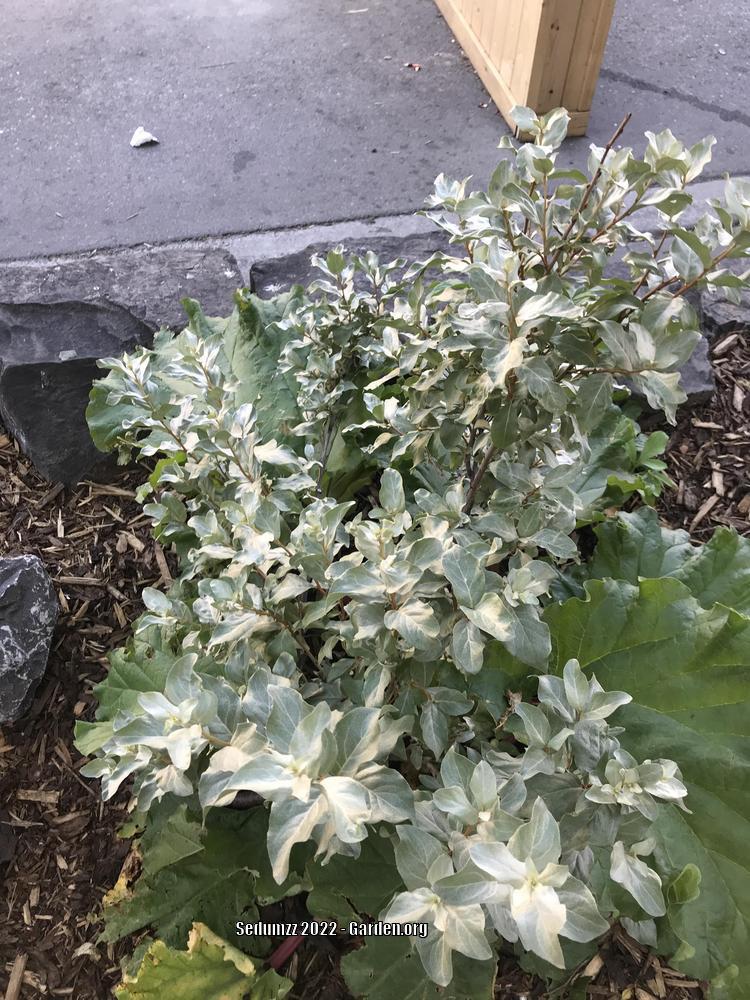 Photo of the entire plant of Silverberry (Elaeagnus commutata) posted ...