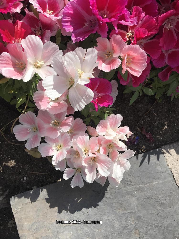 Clarkia amoena 'Aurora' - Garden.org