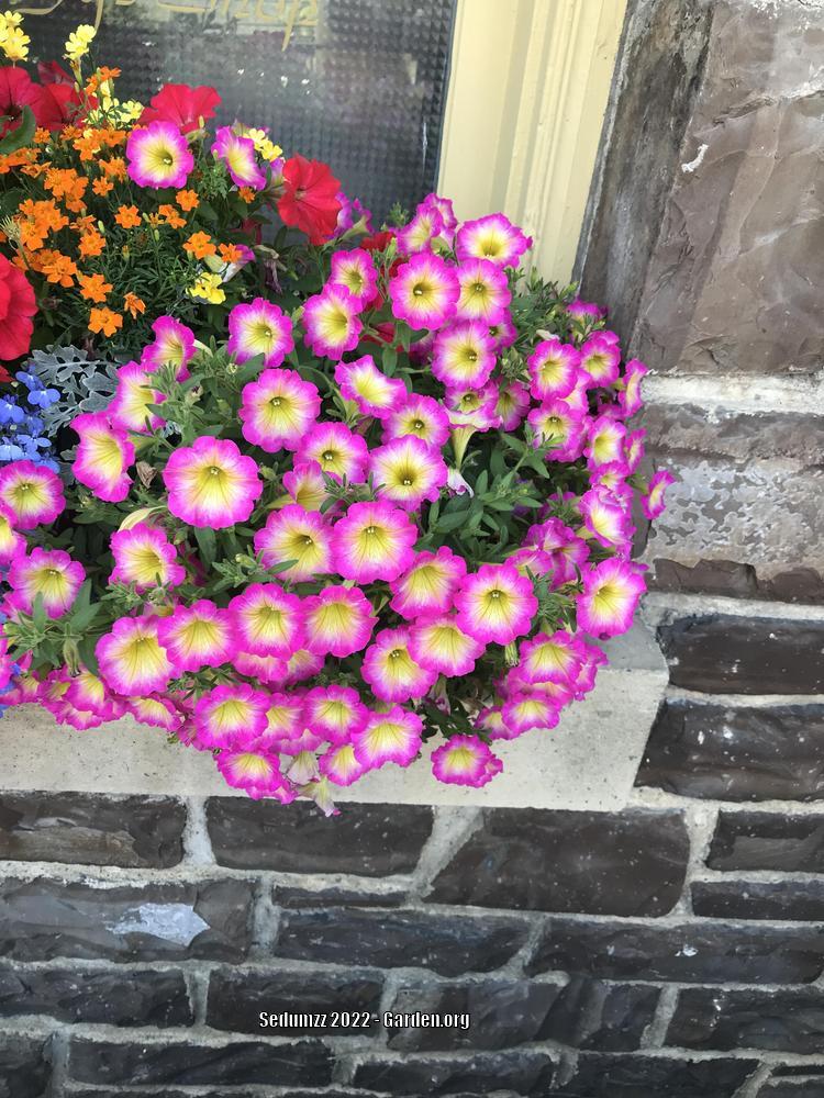 Photo of the entire plant of Petunia Supertunia® Daybreak Charm posted ...