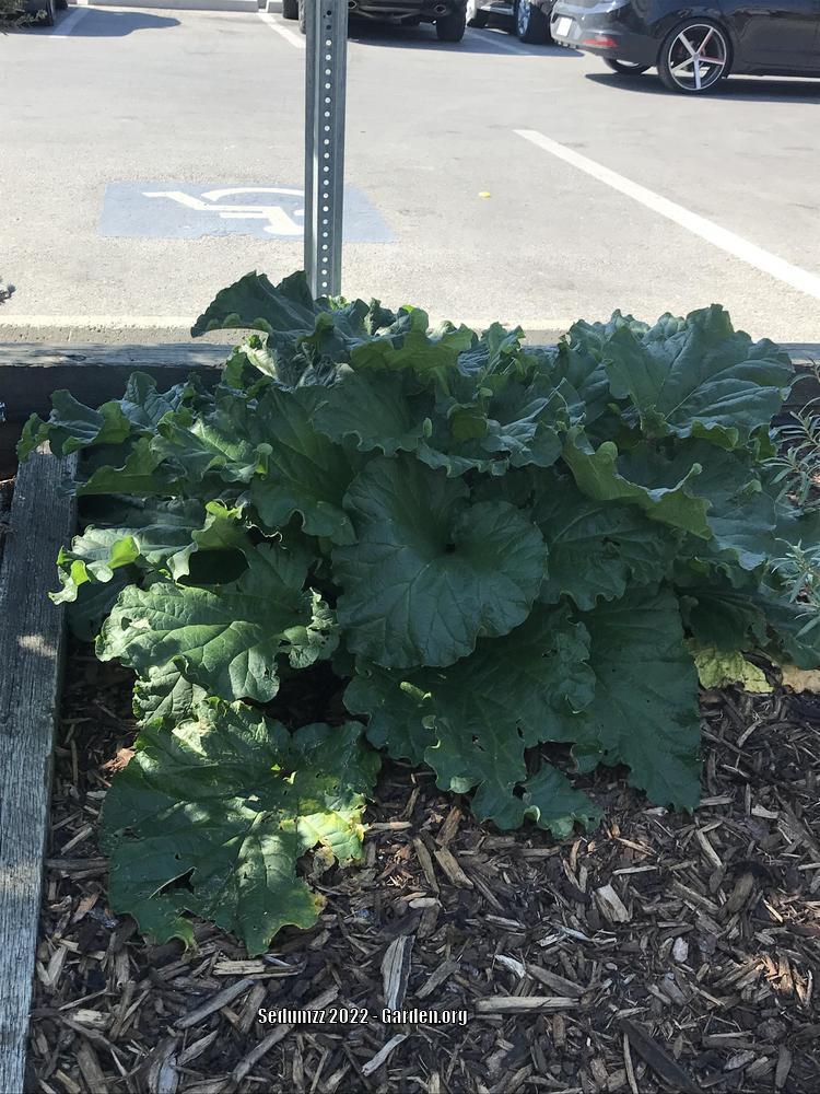 Photo of the entire plant of Rhubarb (Rheum rhabarbarum) posted by ...