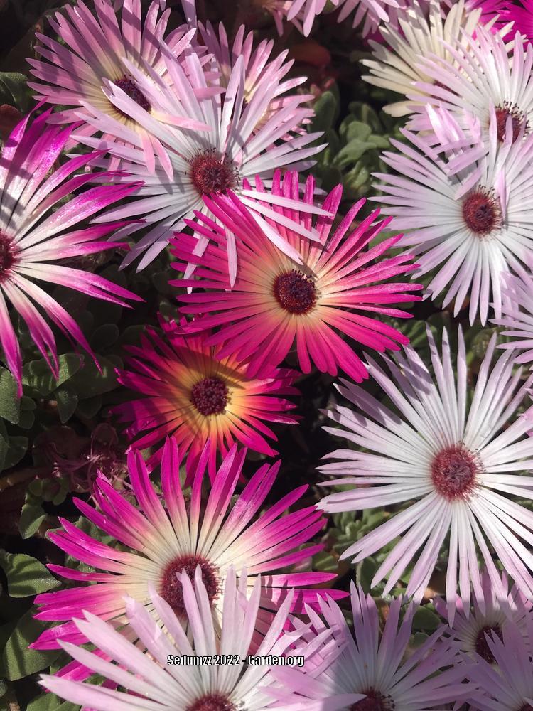 Photo of the entire plant of Livingstone Daisy (Cleretum bellidiforme ...