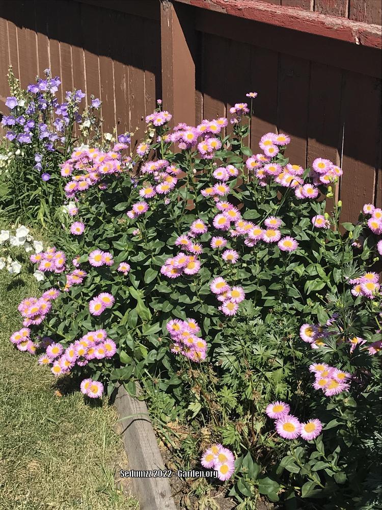 Photo of the entire plant of Aspen Fleabane (Erigeron speciosus 'Pink ...