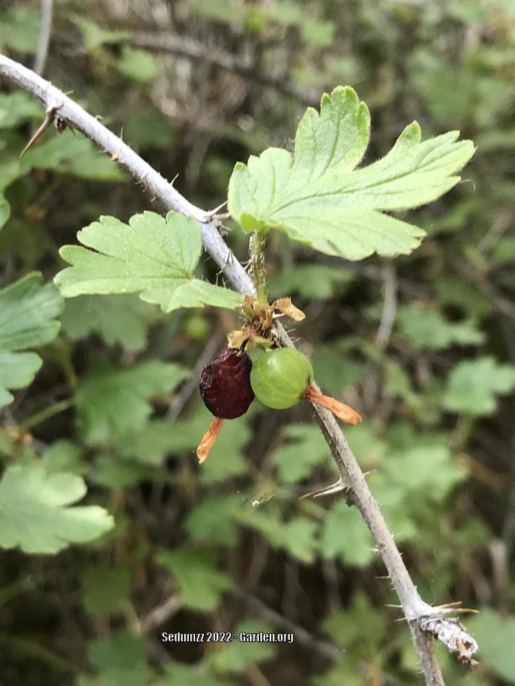 Photo of the fruit of Canadian Gooseberry (Ribes oxyacanthoides) posted ...