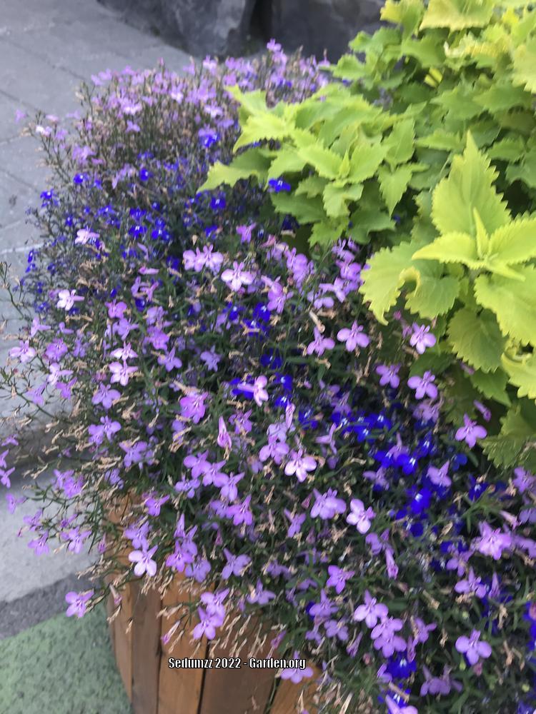 Photo of the entire plant of Lobelia erinus Waterfall™ Light Lavender posted by sedumzz - Garden.org