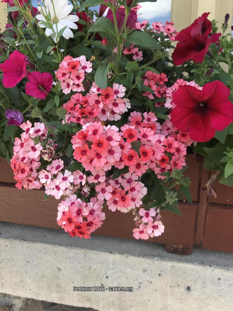 Trailing Verbena (Verbena x hybrida Lascar™ Mango Orange) - Garden.org