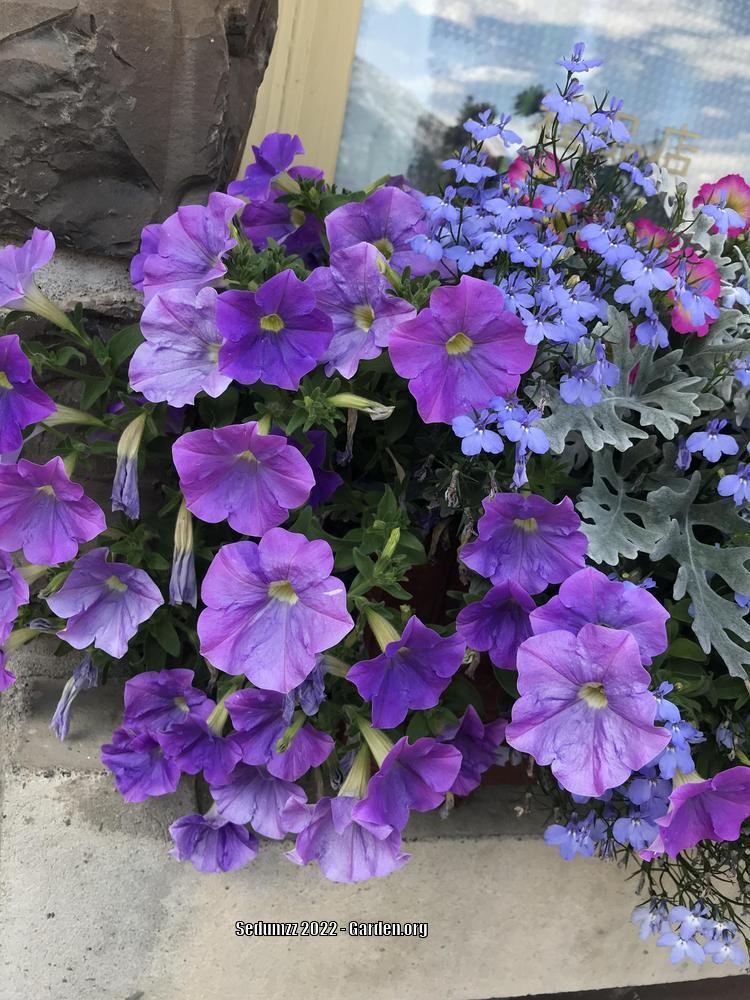 Multiflora Spreading/Trailing Petunia (Petunia Easy Wave® Lavender Sky ...