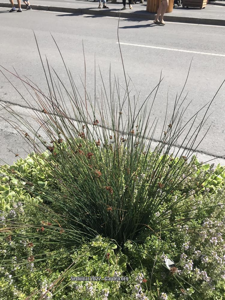 Photo of the entire plant of Rush (Juncus inflexus 'Blue Arrows ...