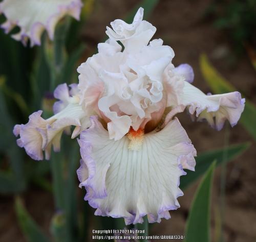 Ghio irises getting ready in the Irises forum - Garden.org