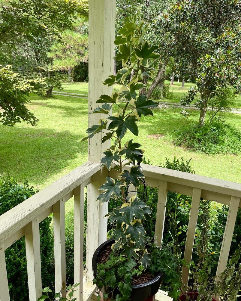 Photo of the entire plant of Tree Ivy (XFatshedera lizei 'Angyo Star ...