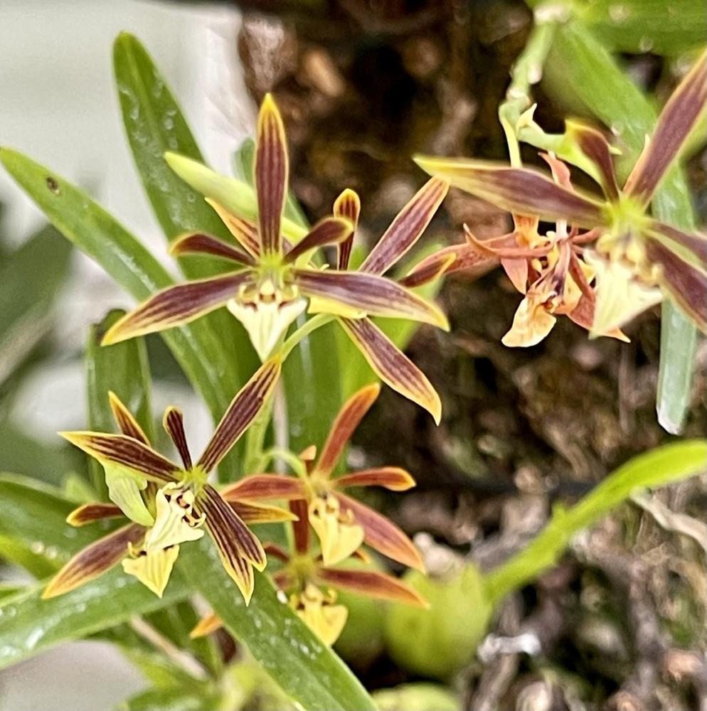 Photo of the closeup of buds, sepals and receptacles of Orchid ...