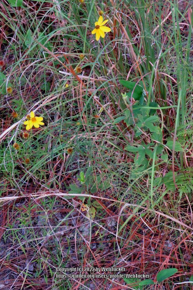 Photo of the entire plant of Threadleaf Coreopsis (Gyrophyllum ...