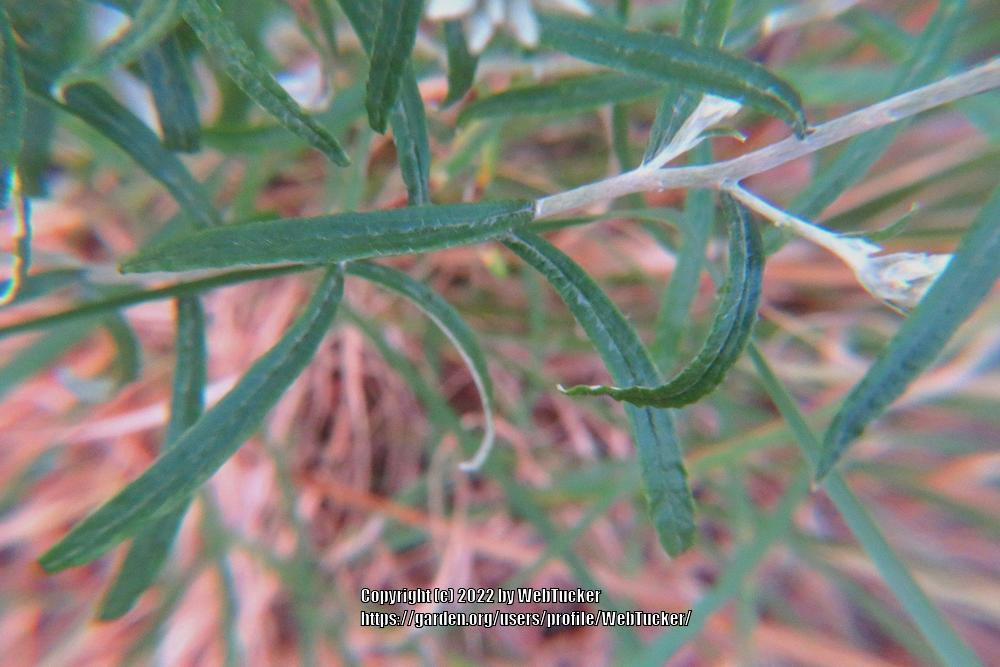 Photo of the leaves of Sweet Everlasting (Pseudognaphalium obtusifolium ...
