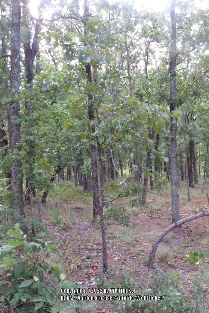Photo of the entire plant of Blackjack Oak (Quercus marilandica) posted by WebTucker - Garden.org