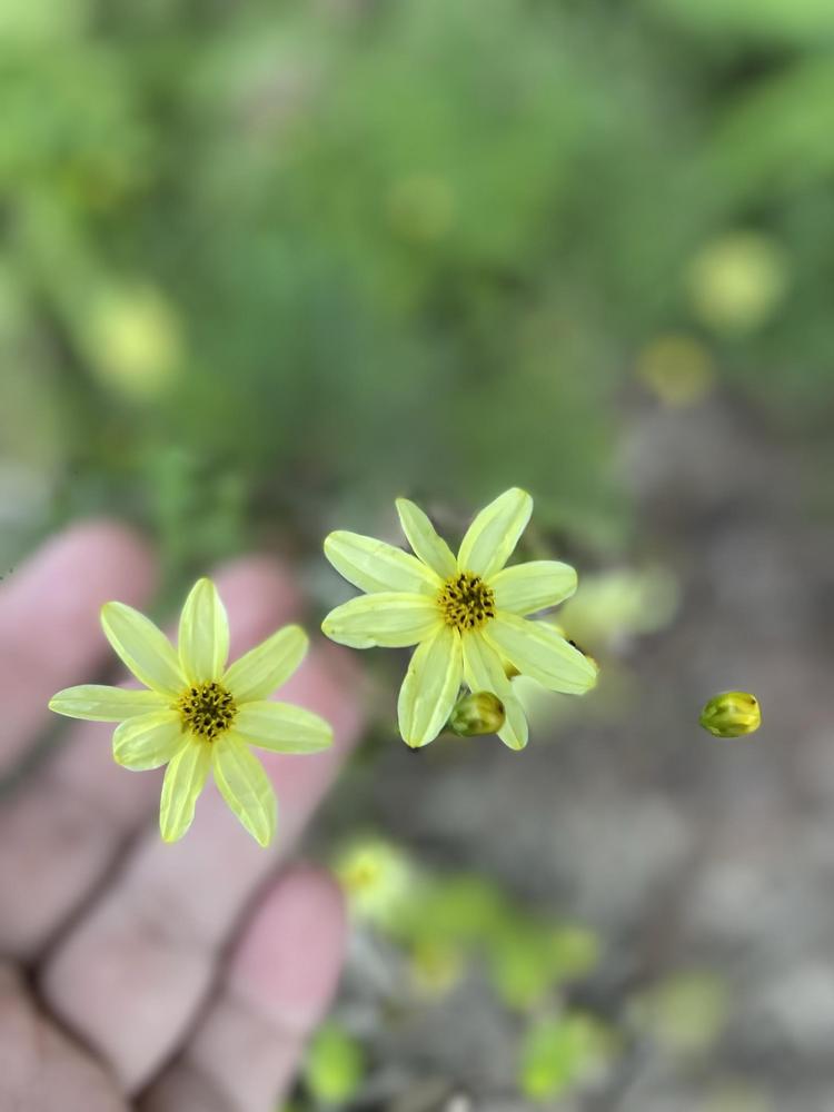 Photo of the bloom of Threadleaf Coreopsis (Coreopsis verticillata ...