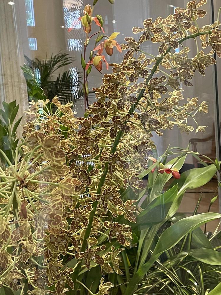 Photo of the bloom of Tiger Orchid (Grammatophyllum speciosum) posted ...
