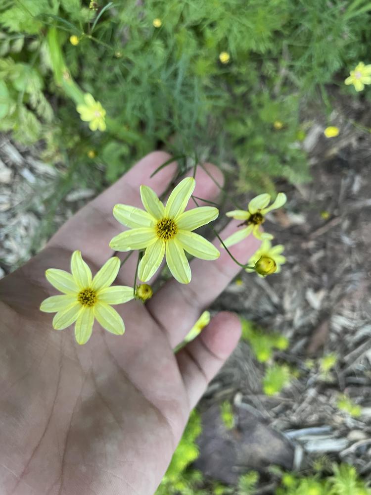 Photo of the bloom of Threadleaf Coreopsis (Gyrophyllum verticillatum ...