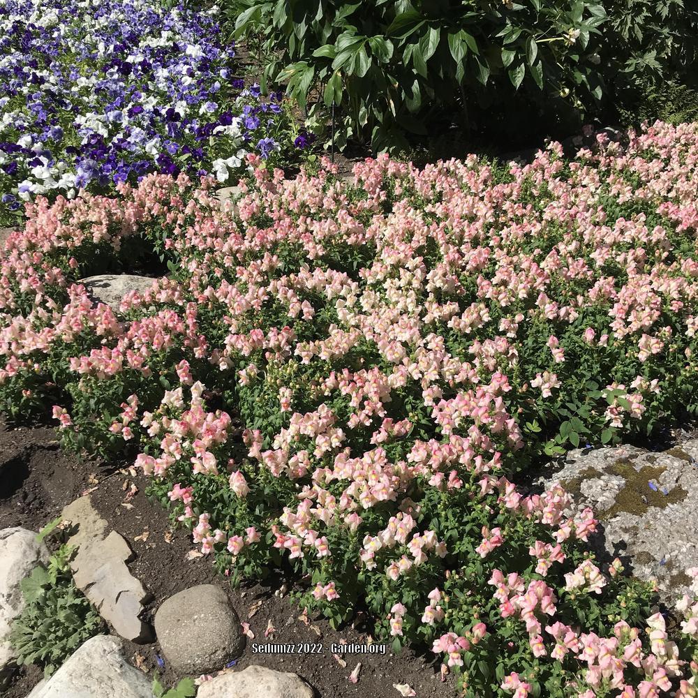 Photo of the entire plant of Snapdragon (Antirrhinum majus 'Rocket Rose ...
