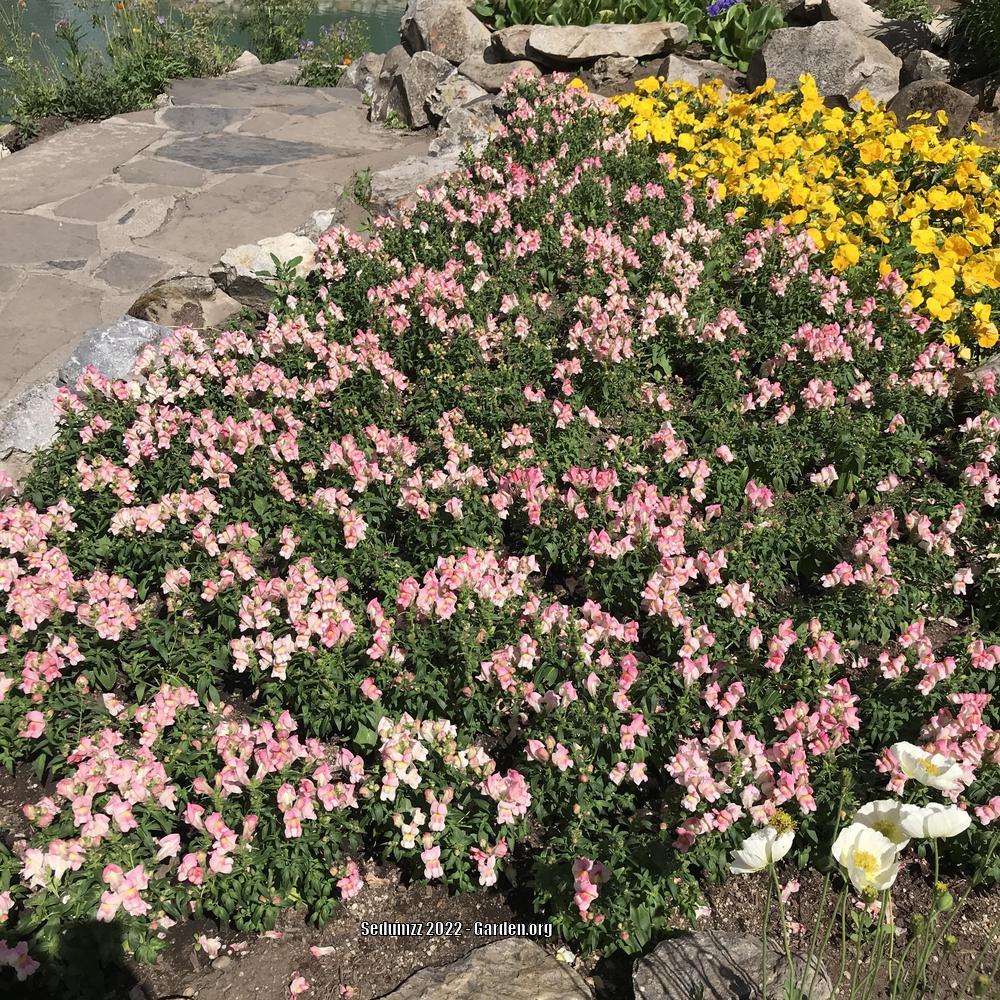 Photo of the entire plant of Snapdragon (Antirrhinum majus 'Rocket Rose ...