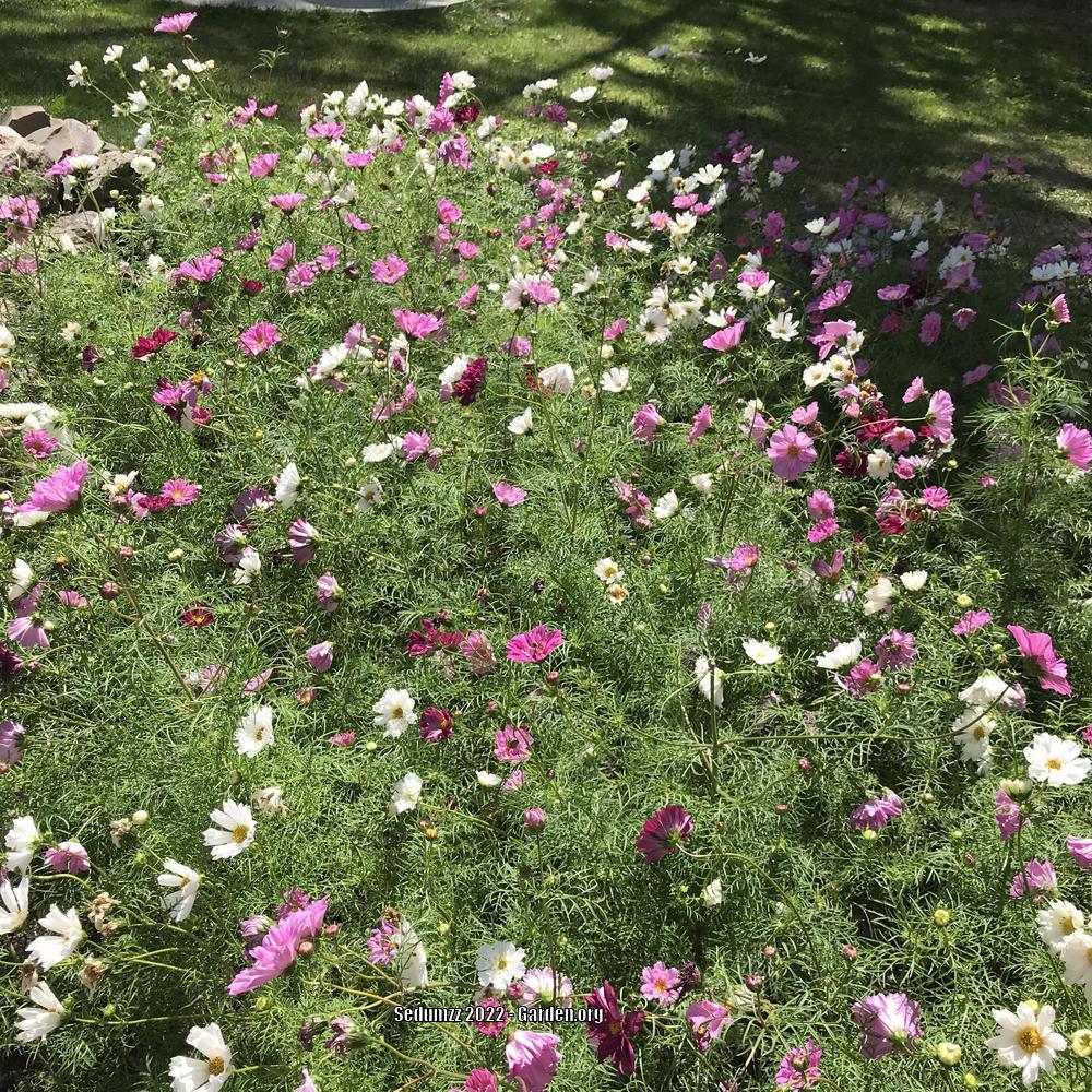 Photo of the entire plant of Cosmos (Cosmos bipinnatus 'Double Click ...