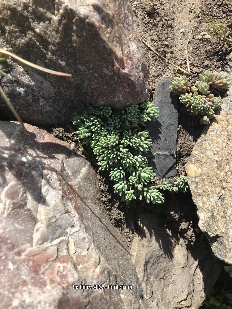 Photo of the entire plant of Spanish Stonecrop (Sedum hispanicum ...