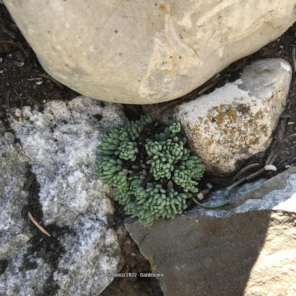 Photo of the entire plant of Spanish Stonecrop (Sedum hispanicum ...