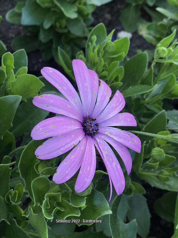 African Daisy (Dimorphotheca ecklonis Serenity™ Pink) - Garden.org