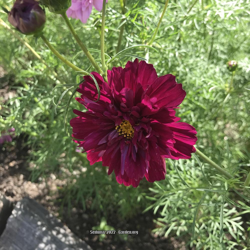 Photo of the bloom of Cosmos (Cosmos bipinnatus 'Double Click ...