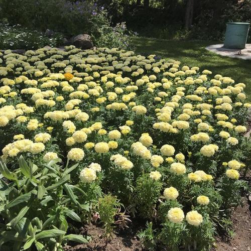 Aztec Marigold (Tagetes erecta 'Inca Primrose') - Garden.org