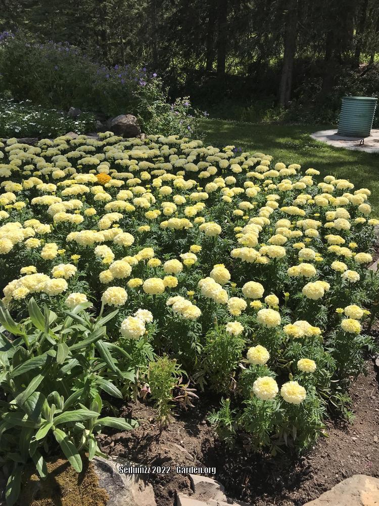 Aztec Marigold (Tagetes erecta 'Inca Primrose') - Garden.org